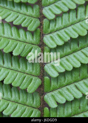 Wavy Fern Leaf Abstract Stock Photo - Alamy