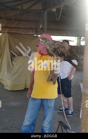 Buzzard on a gloved hand Stock Photo - Alamy