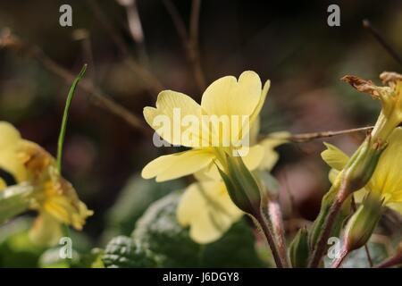 Yellow Primrose (Primula vulgaris Stock Photo - Alamy