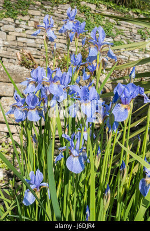 Blue flowers of iris marsh in the garden. Sunny day, blurred background ...