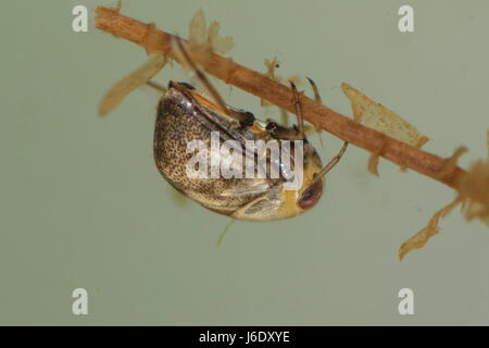Plea minutissima pygmy backswimmer underwater Stock Photo - Alamy