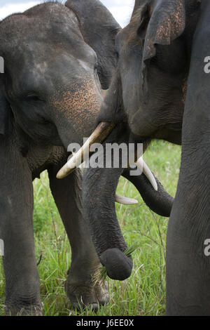 Two Asian elephants playing with each other. Indonesia. Sumatra. Way ...