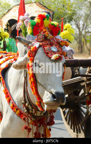 Bullock carts in festival to celebrate children becoming monks, Bagan ...