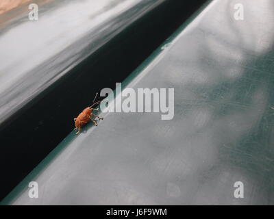 Orange weevil on a park bench Stock Photo - Alamy