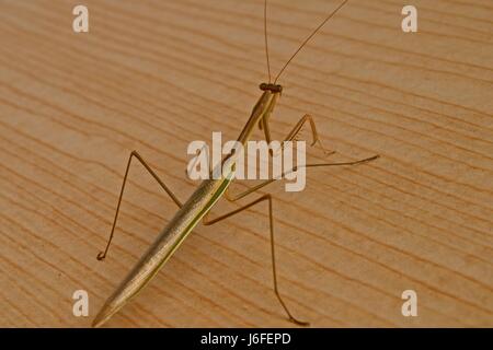 The longest insect in the world, the stick bug, aka: phasmatodea ...