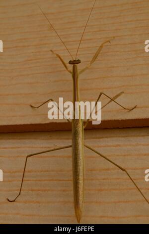 The longest insect in the world, the stick bug, aka: phasmatodea ...