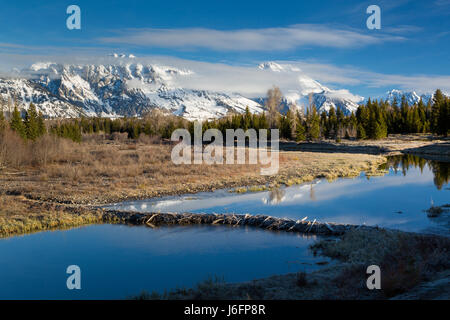 Beaver Ponds, Yellowstone National Park Stock Photo - Alamy