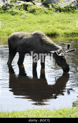 drink drinking bibs horns elk to booze booze drink drinking bibs animal ...