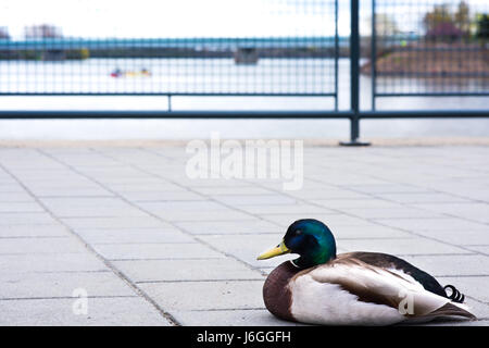 Duck on a brick floor Stock Photo - Alamy