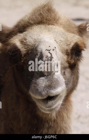 flies camel bactrian flies animal mammal brown brownish brunette camel ...