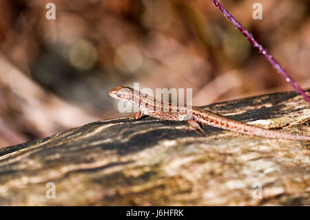 lizard reptiles sunbathing creep reptile lizard suns reptiles lizards ...