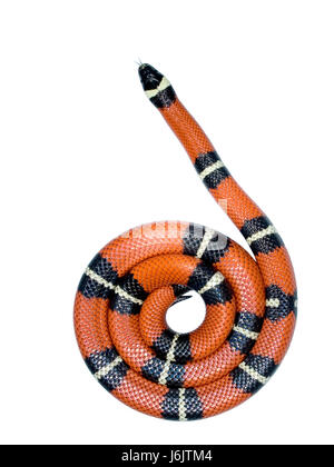 Sinaloan Milk Snake Mexico Stock Photo - Alamy