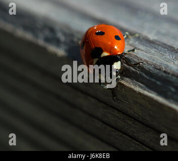 Ladybug walking on the wood near the sea Stock Photo - Alamy