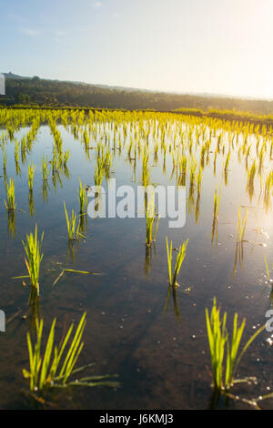 Sunrise over young rice terraces in the calm morning light, reflection ...