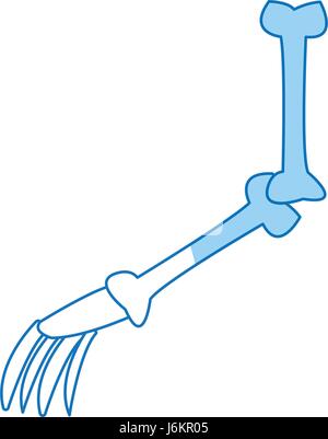 Human skeleton. Body parts skull bones hands foot spine anatomy ...