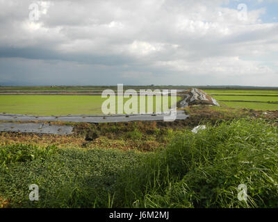 Rice fields in the fertile plains of Mindoro island, The Philippines ...
