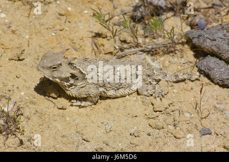 The Horned Lizard (Phrynosoma coronatum) is a species native to the ...