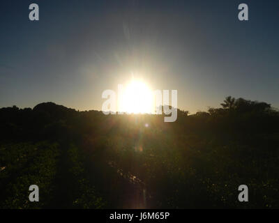 The Alugbati (Basella alba) plantations in San Rafael, Bulacan ...