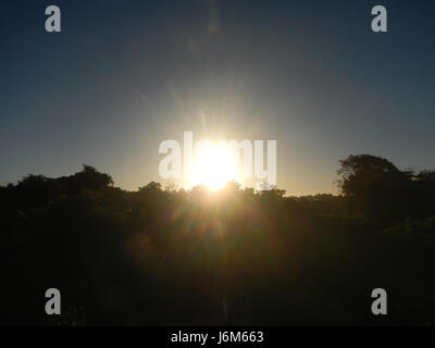 This image depicts Alugbati (Basella alba) plantations in San Rafael ...