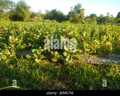 This refers to the Alugbati (Basella alba) plantations in San Rafael ...