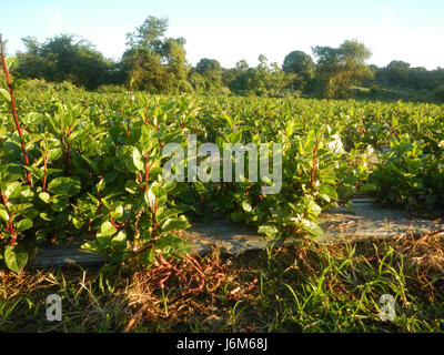 This refers to the Alugbati (Basella alba) plantations in San Rafael ...