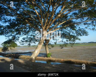 The image captures the agricultural landscape of Balucuc, Apalit ...