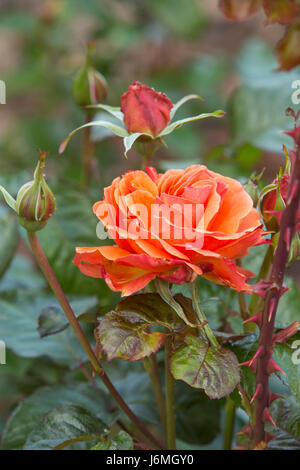 Tatton 'Fryentice', floribunda rose Stock Photo - Alamy