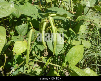 The Vigna radiata, commonly known as mung bean, is widely cultivated in ...