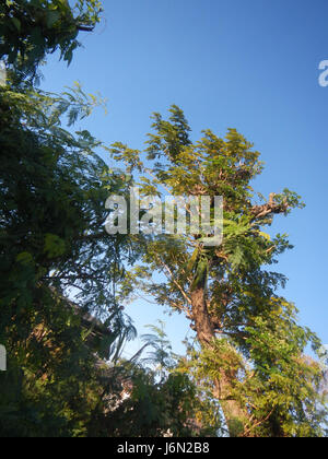 The image shows the agricultural landscape of Sabang, Baliuag, Bulacan ...