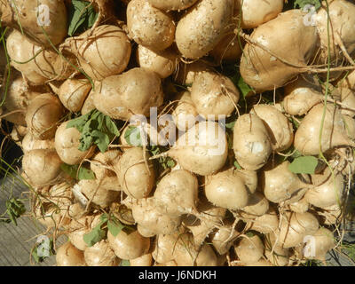 Pachyrhizus erosus, commonly known as singkamas, is a root vegetable ...