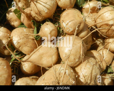 Pachyrhizus erosus, commonly known as singkamas, is a root vegetable ...