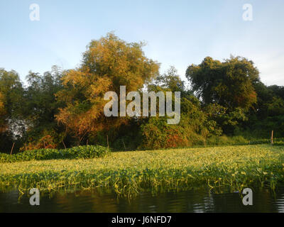 This image depicts the riverbanks of the Kangkong River in Pulilan ...