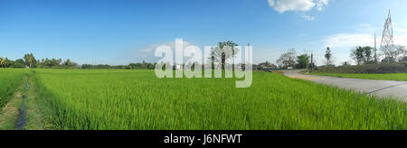 This image shows the paddy fields of Pritil in Guiguinto, Bulacan, a ...