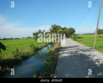 This image depicts the Pritil paddy fields located in Guiguinto, Bagong ...