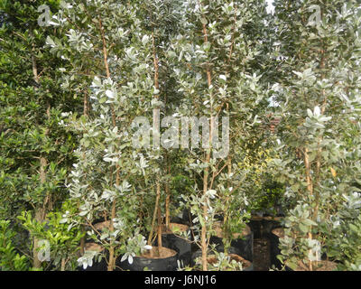 Conocarpus erectus, also known as Silver Buttonwood, is a species of ...