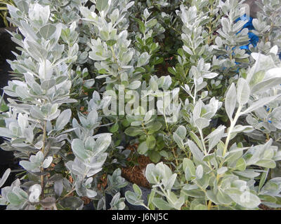 07656 Conocarpus erectus Silver buttonwood in the Philippines 11 Stock ...