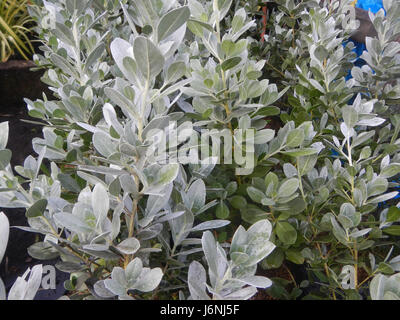 07656 Conocarpus erectus Silver buttonwood in the Philippines 13 Stock ...