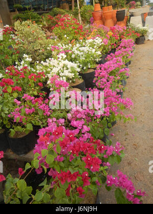 This image shows Bougainvillea cultivars in the Garden City area of ...