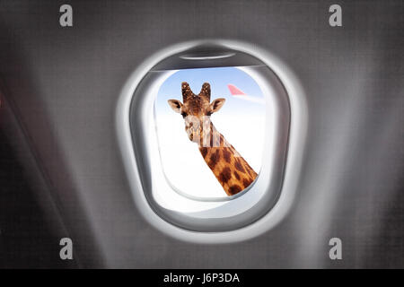 giraffe - looking through a plane's window / Giraffa camelopardalis ...