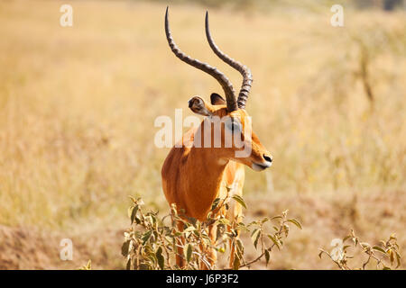 Impala, Kob, Aepyceros Melampus Male Ram, Antelope,Queen Elizabeth ...
