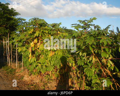This image shows the rural landscape of Pulong Palazan, Candaba ...