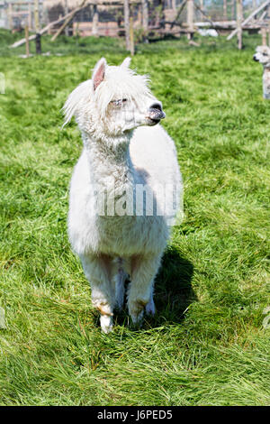 White curly lama grazing on the farm in spring Stock Photo - Alamy