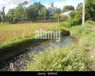 This image shows the rural landscape of Talampas, Bustos, Bulacan, with ...