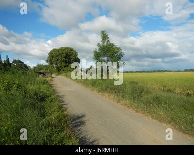 08788 Paddy fields trees irrigation canals Farm to Market Road ...