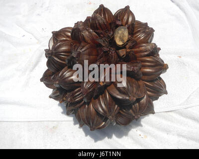 Nypa fruticans, commonly known as the nipa palm or mangrove palm ...