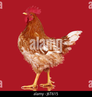 Side view of bright red rooster with brown plumage and pointed beak ...