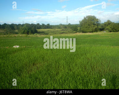 This image depicts the Pasong Inchik paddy fields in San Rafael ...