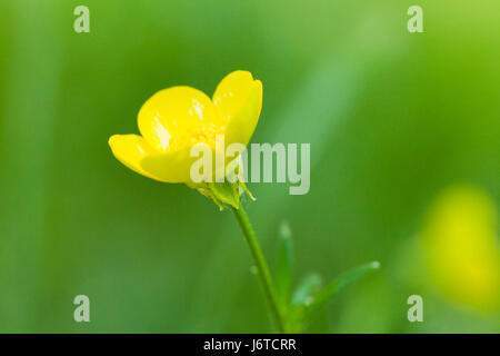 St. Anthony's turnip flower, aka bulbous buttercup (Ranunculus bulbosus ...