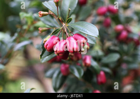 Pink fruit of Australian native Lilly Pilly (Syzygium australe) tree ...