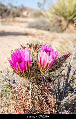 Spring wildflowers blooming in Joshua Tree National Park, California ...